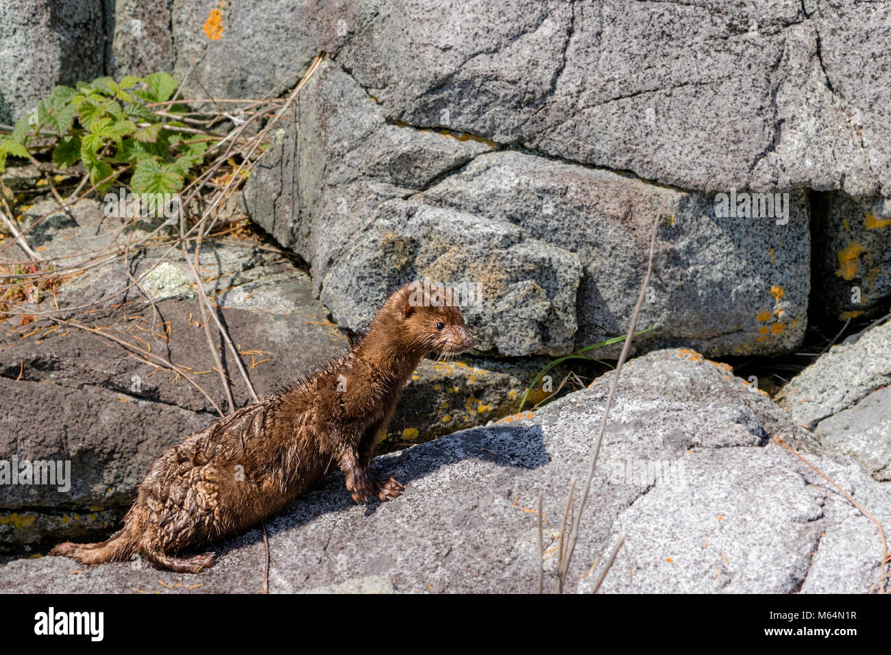 Mink along a shoreline in Broughton Archipelago Provincial Marine Park ...