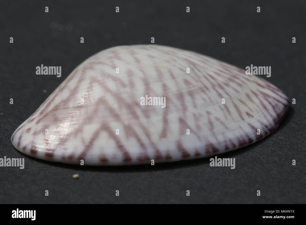 Polititapes rhomboides hi-res stock photography and images - Alamy