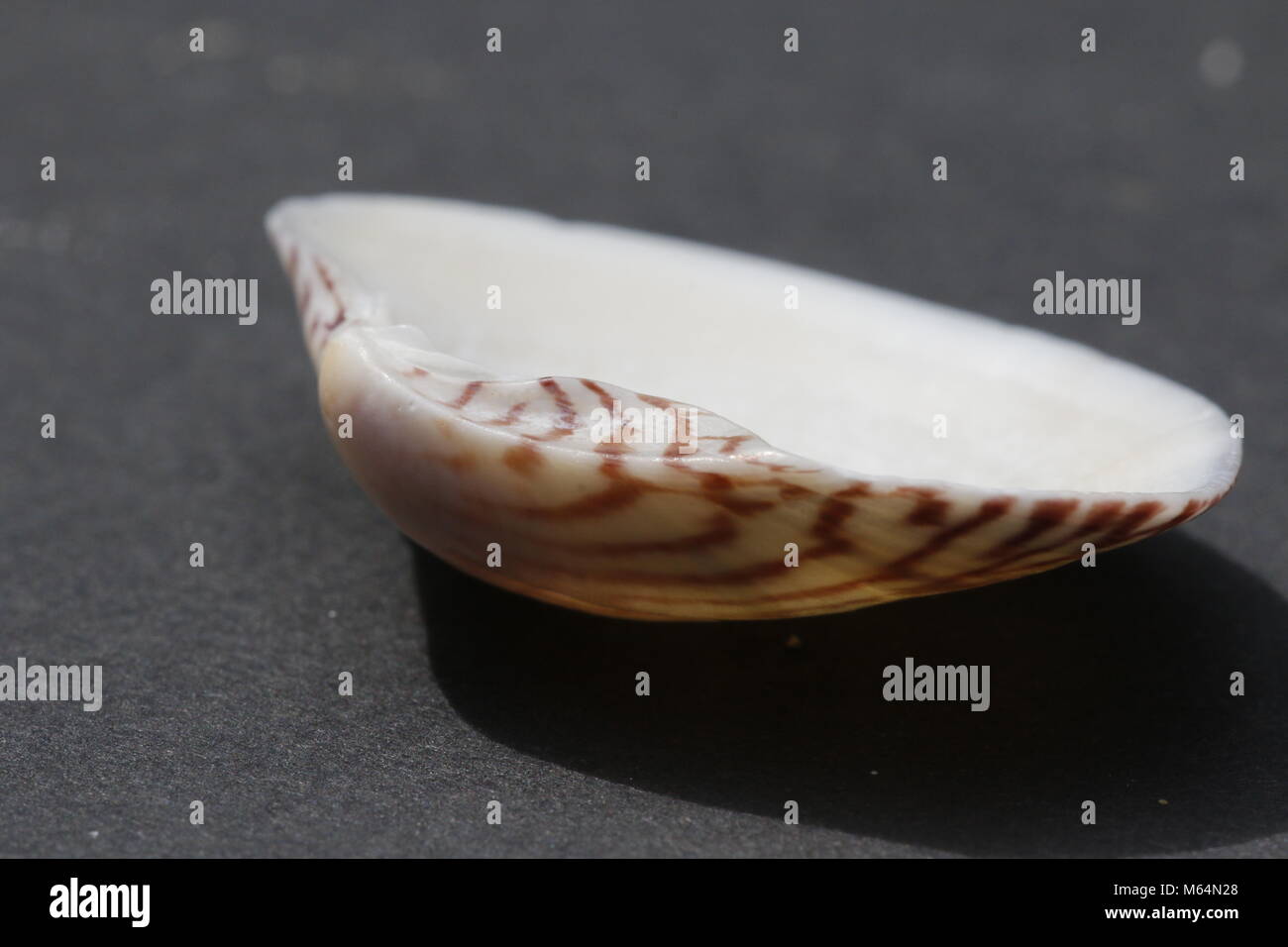 Polititapes rhomboides shell Stock Photo - Alamy