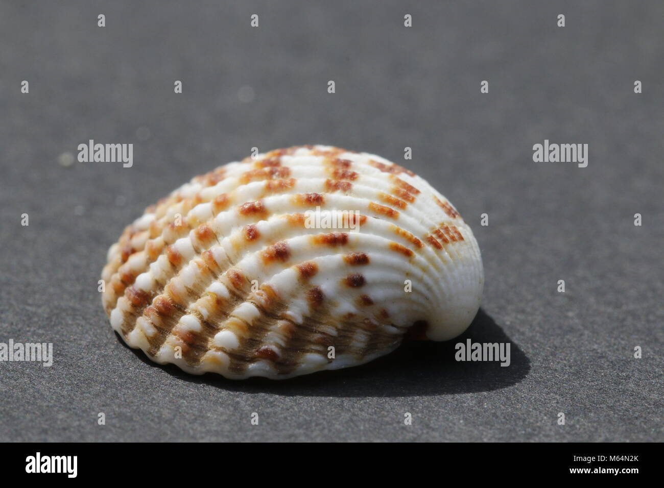 Acanthocardia tuberculata hi-res stock photography and images - Alamy
