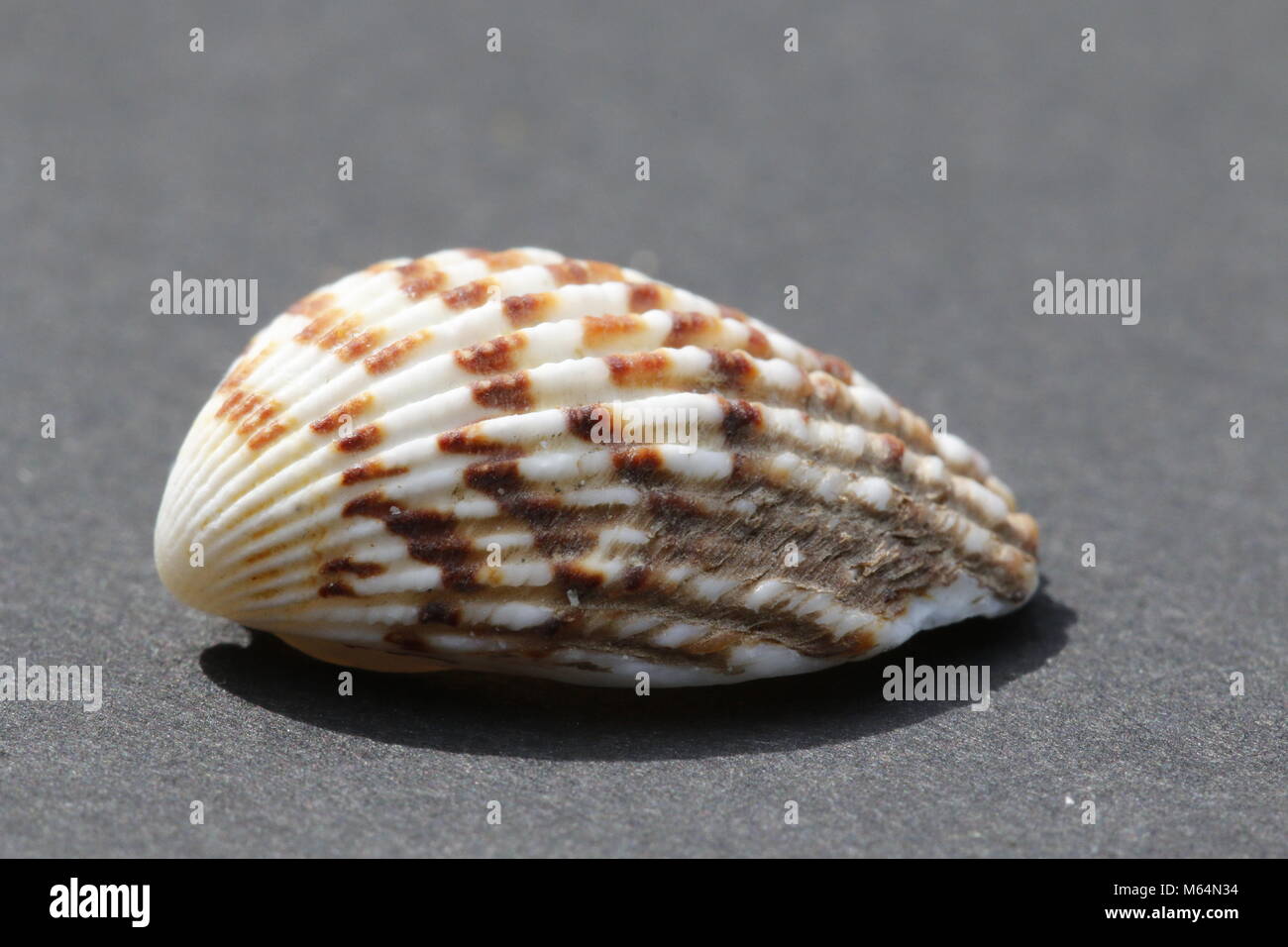 acanthocardia tuberculata shell Stock Photo - Alamy