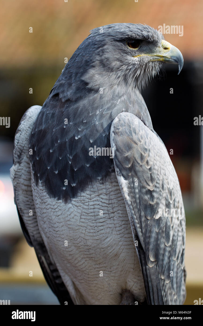 Chilean blue eagle hi-res stock photography and images - Alamy