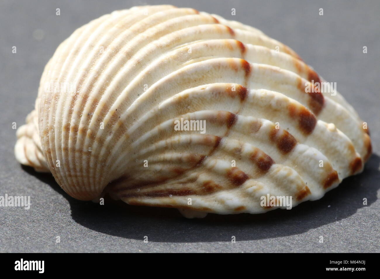 acanthocardia tuberculata shell Stock Photo - Alamy