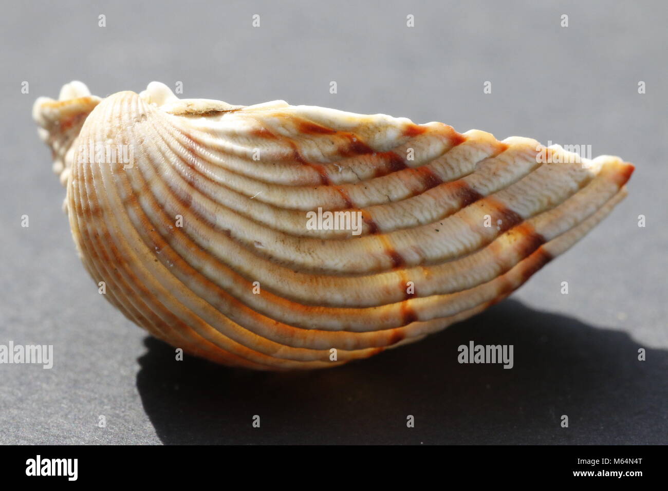 acanthocardia tuberculata shell Stock Photo - Alamy