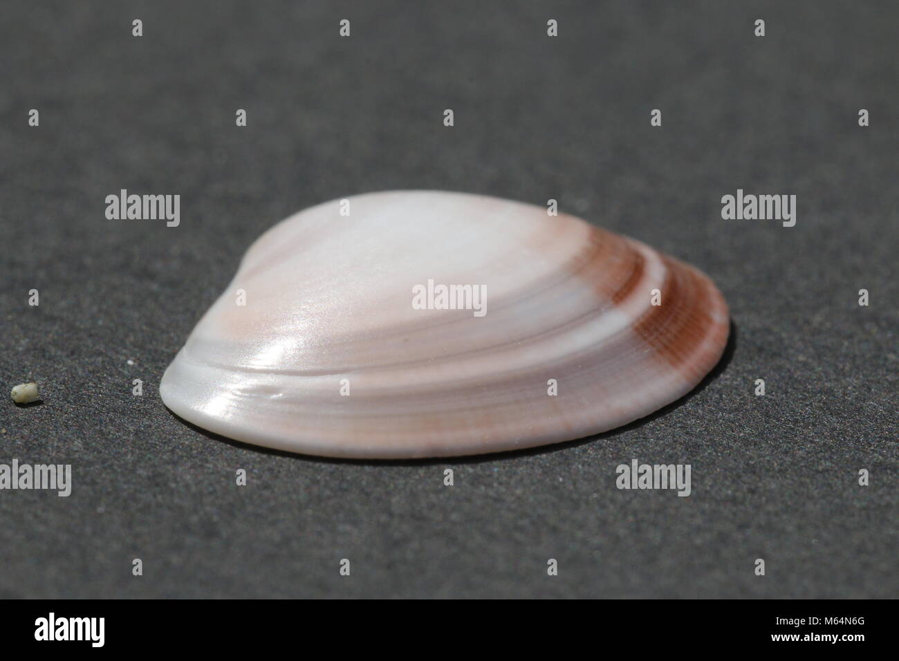 Polititapes rhomboides shell Stock Photo - Alamy