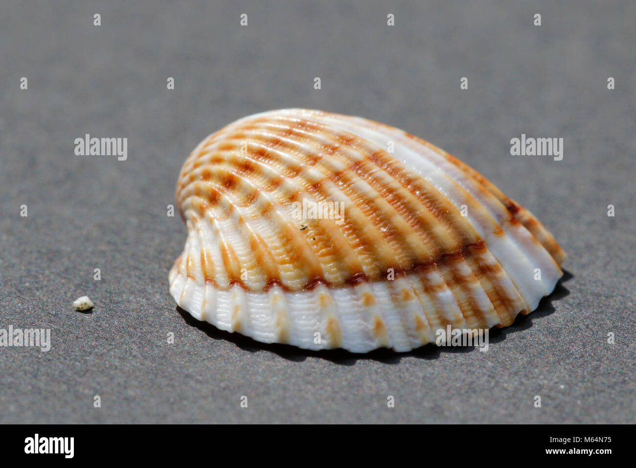 acanthocardia tuberculata shell Stock Photo - Alamy