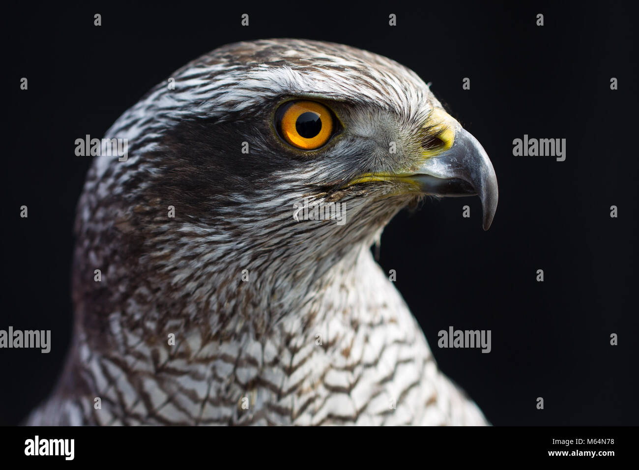 Head portrait of adult female Northern Goshawk Stock Photo - Alamy