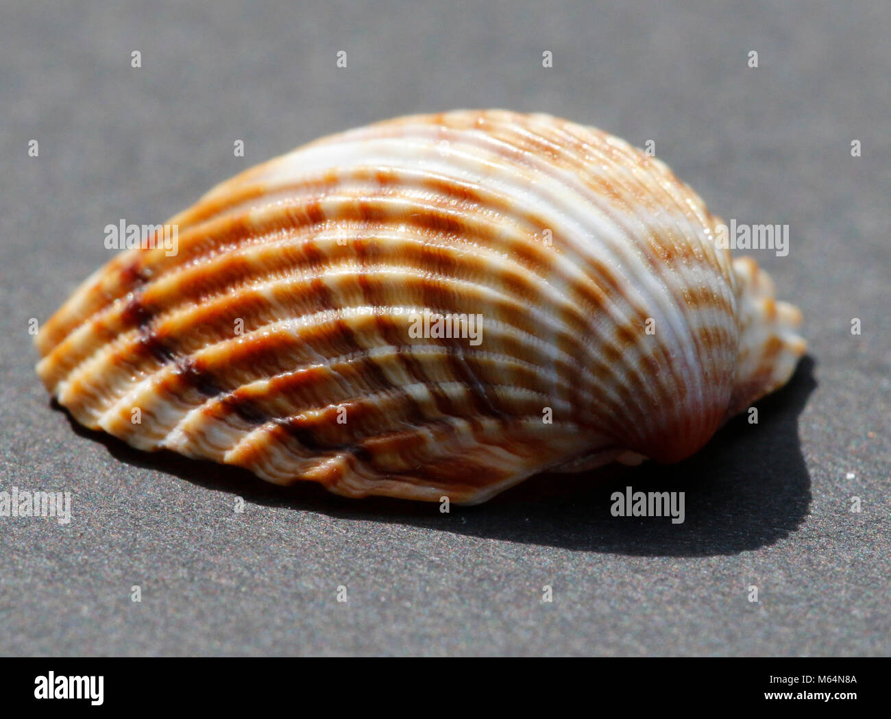 acanthocardia tuberculata shell Stock Photo - Alamy