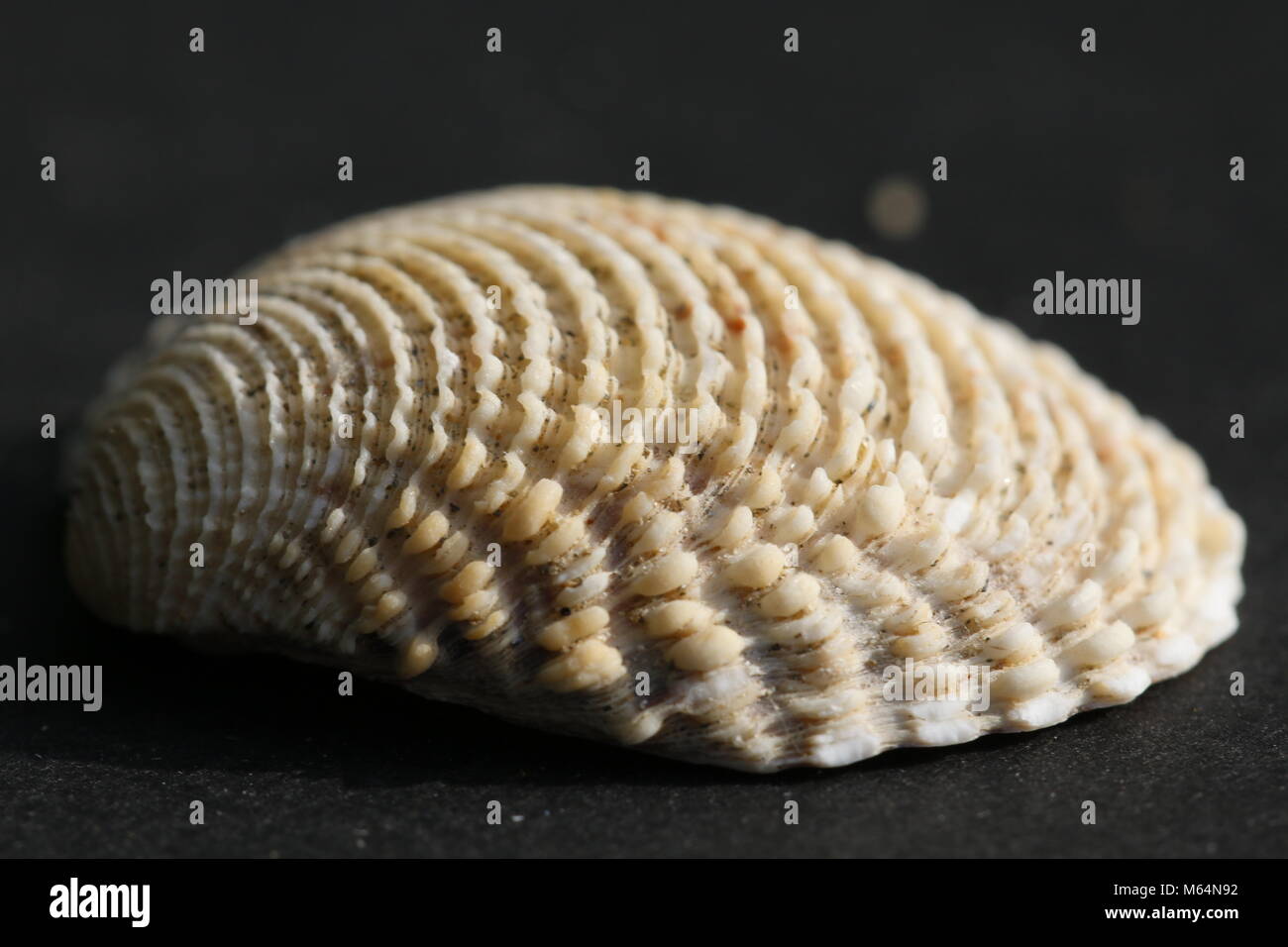 Cockle shell in different shapes Stock Photo - Alamy
