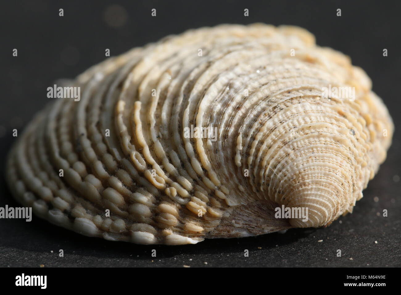 Cockle shell in different shapes Stock Photo - Alamy