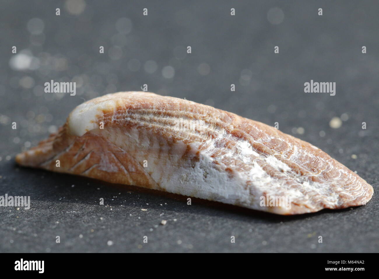 Souvenir Shells High Resolution Stock Photography and Images - Alamy