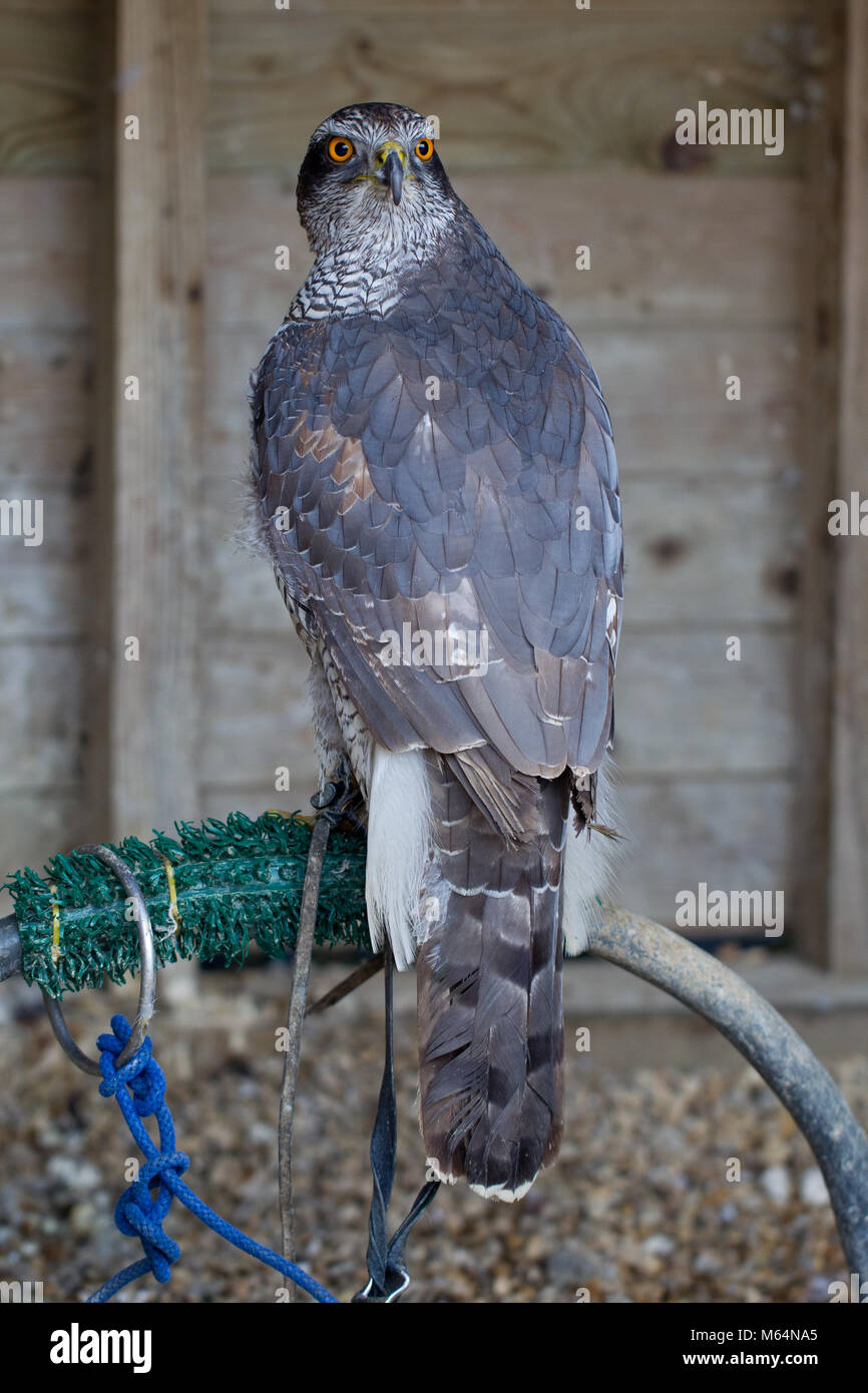 Goshawk
