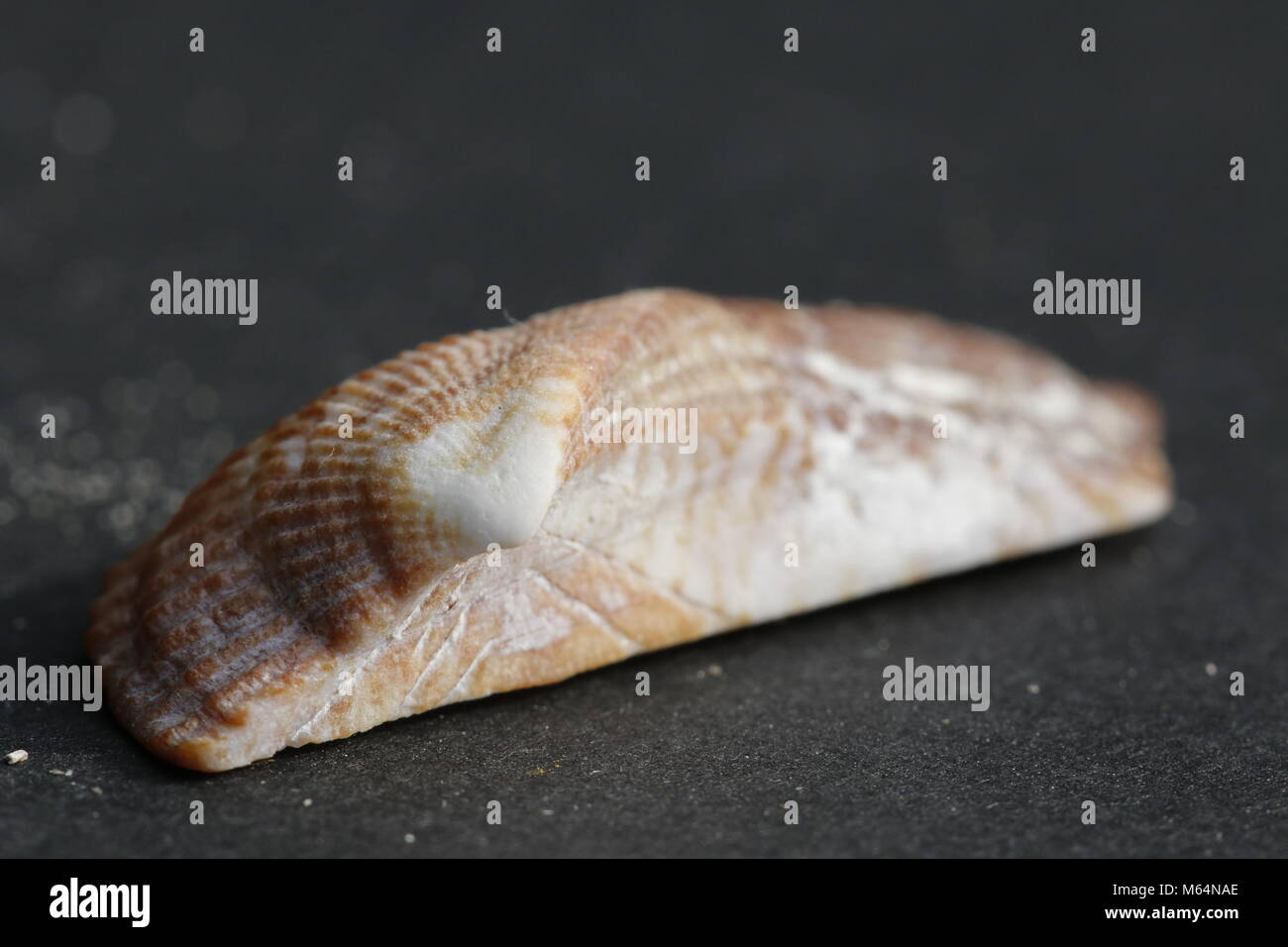 Unknown flat shell Stock Photo - Alamy