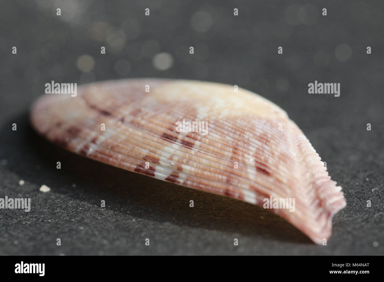 Souvenir Shells High Resolution Stock Photography and Images - Alamy