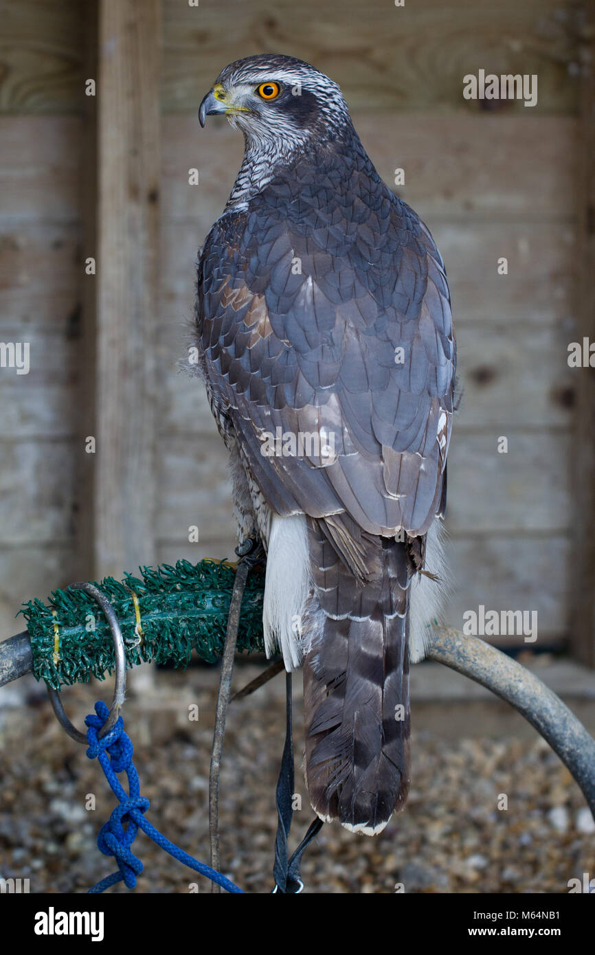 Captive goshawk hi-res stock photography and images - Alamy