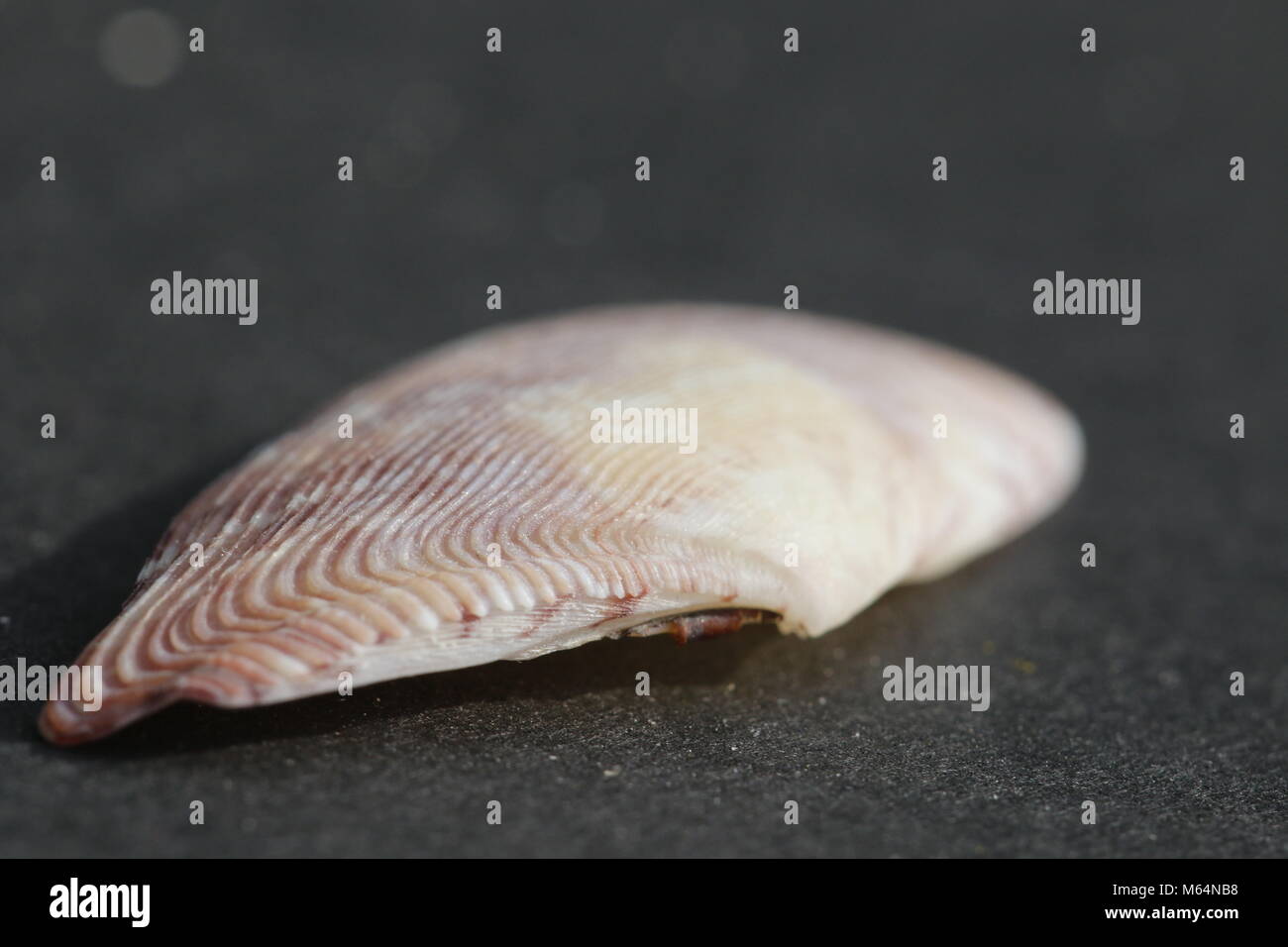 Souvenir Shells High Resolution Stock Photography and Images - Alamy
