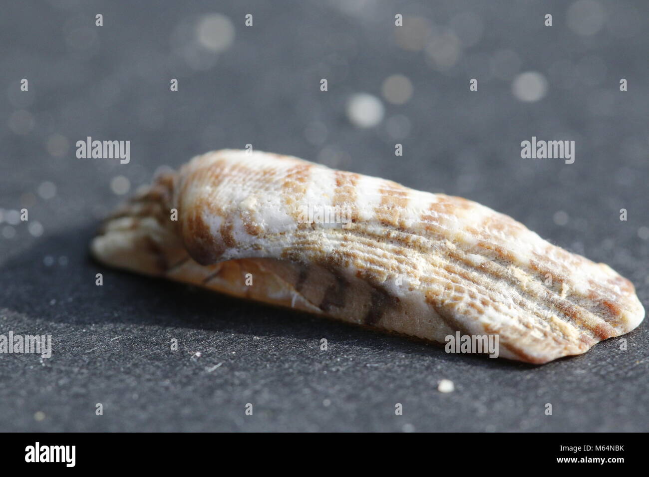 Souvenir Shells High Resolution Stock Photography and Images - Alamy