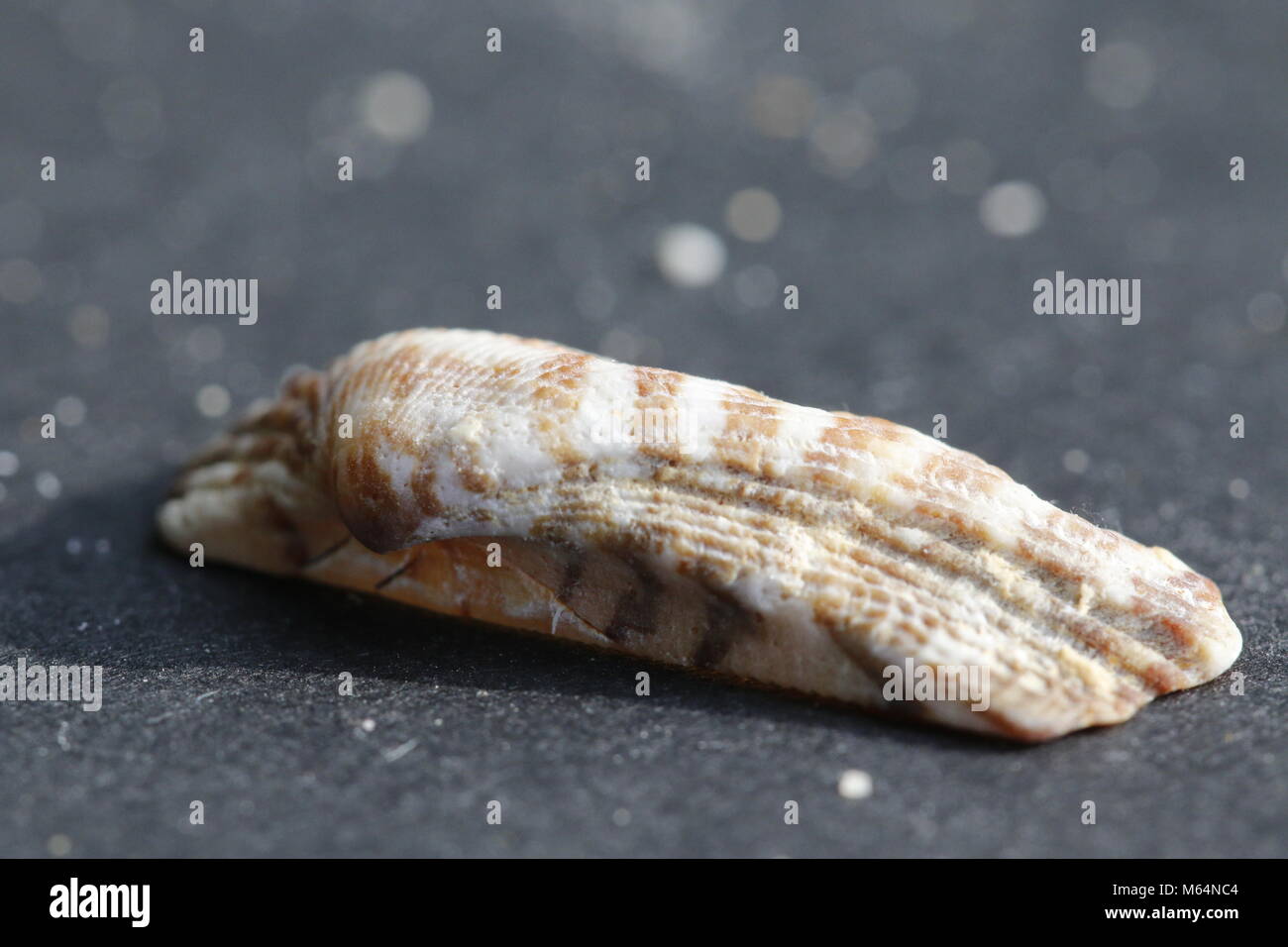 Unknown flat shell Stock Photo - Alamy