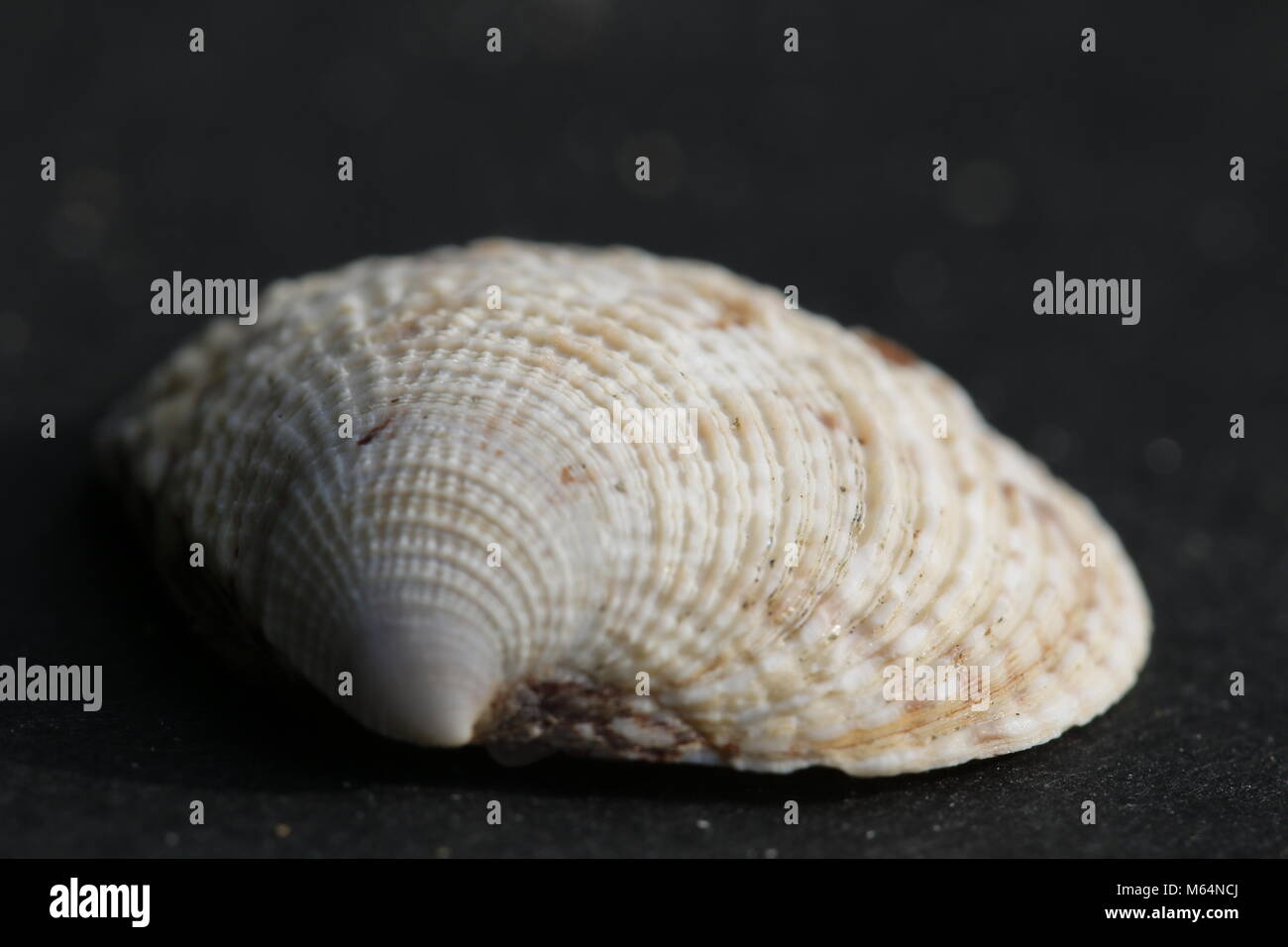 Cockle shell in different shapes Stock Photo - Alamy