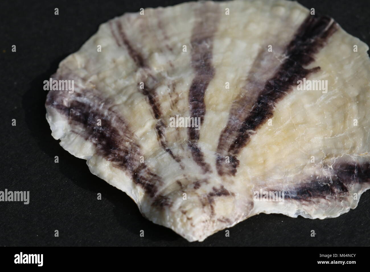 tropical flat sea shell Stock Photo - Alamy