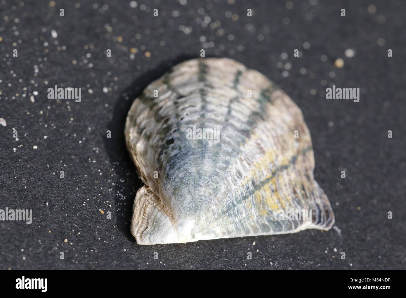 tropical flat sea shell Stock Photo - Alamy
