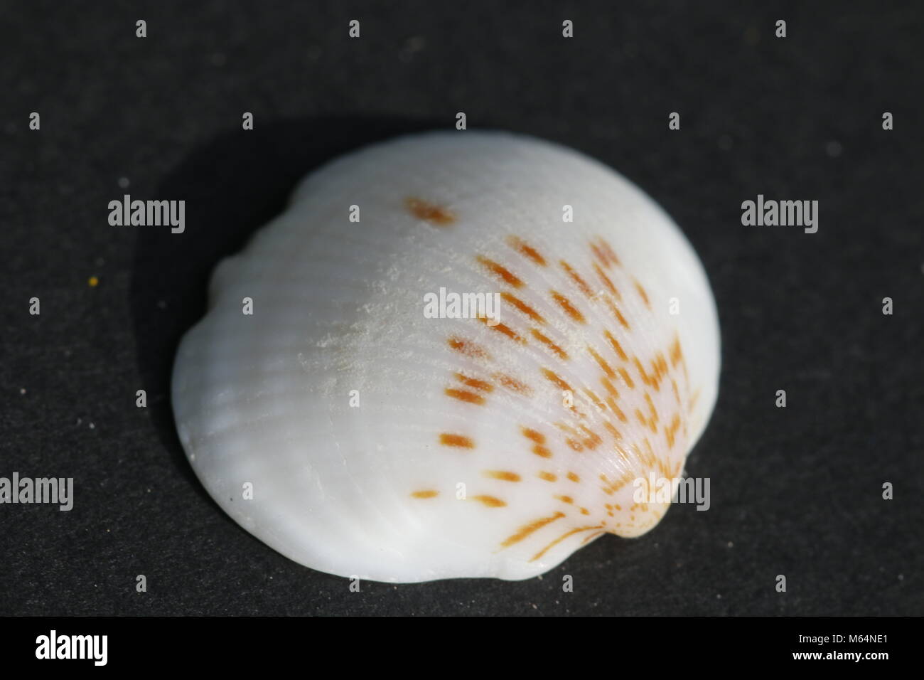 Cockle shell in different shapes Stock Photo - Alamy