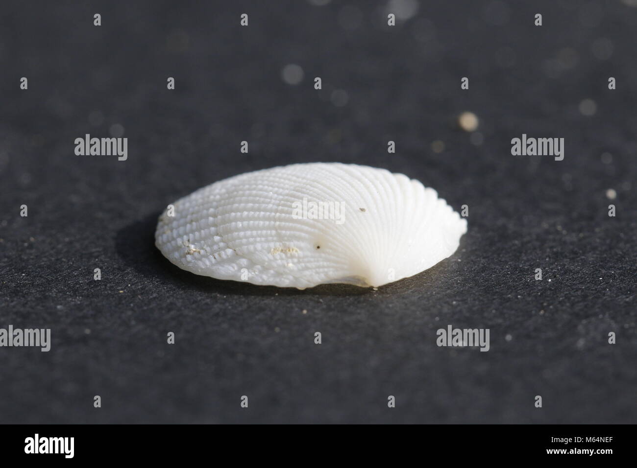 Cockle shell in different shapes Stock Photo - Alamy
