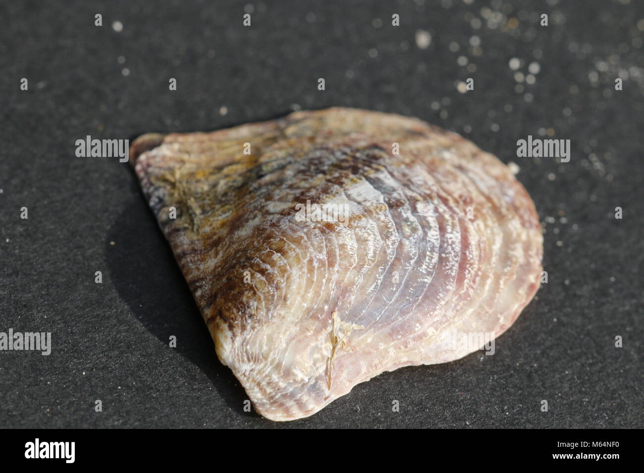 tropical flat sea shell Stock Photo - Alamy