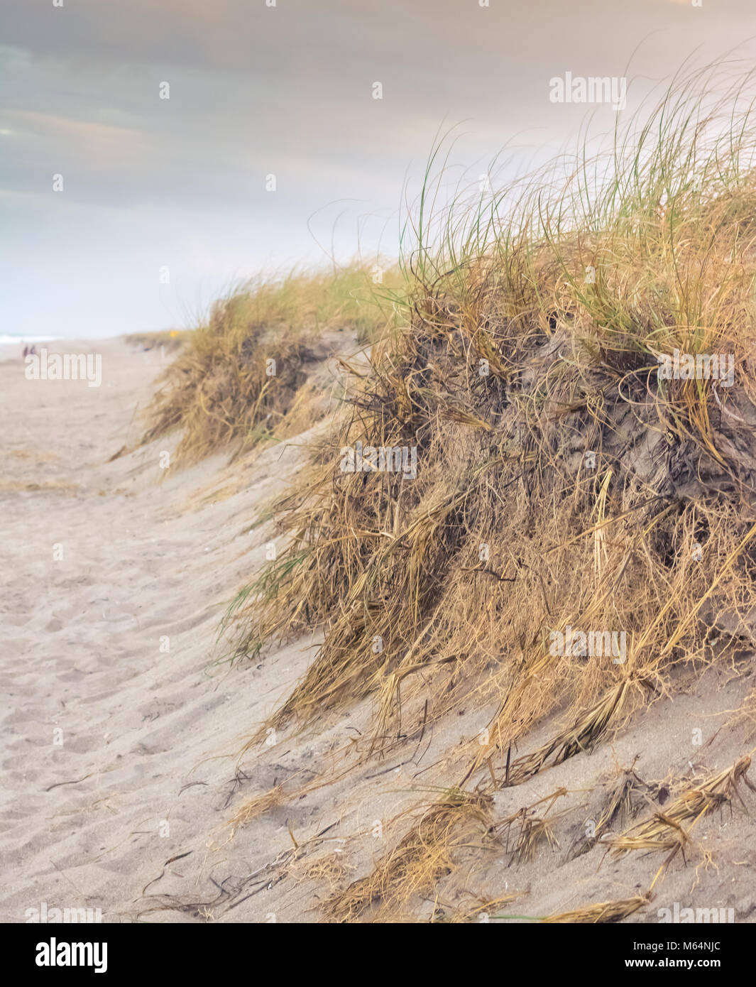 Grass covered sand dunes on the beach. This image was taken at sunset ...