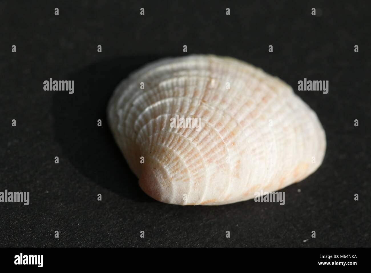 Cockle shell in different shapes Stock Photo - Alamy
