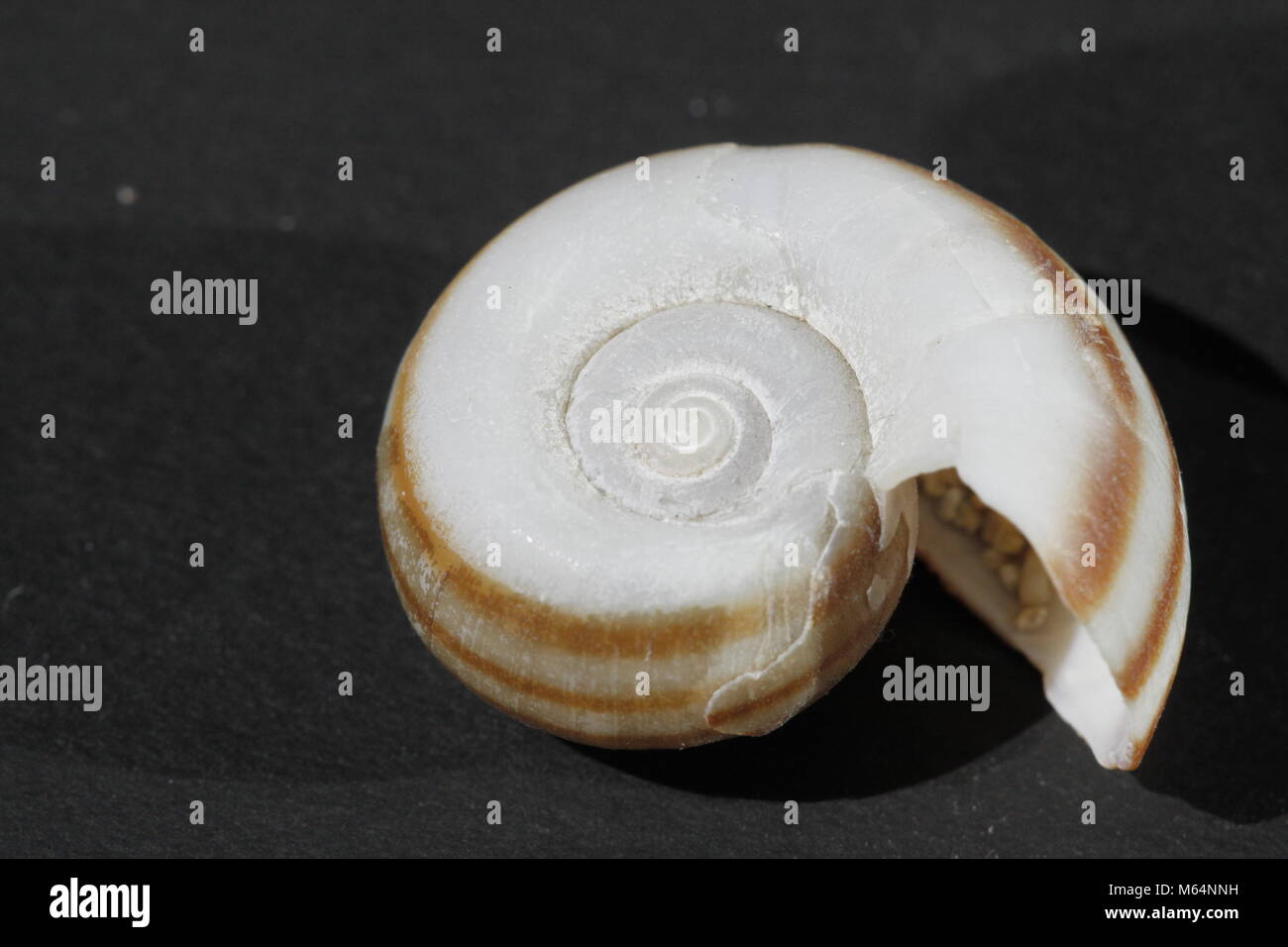 Beautiful sea snail shell Stock Photo - Alamy