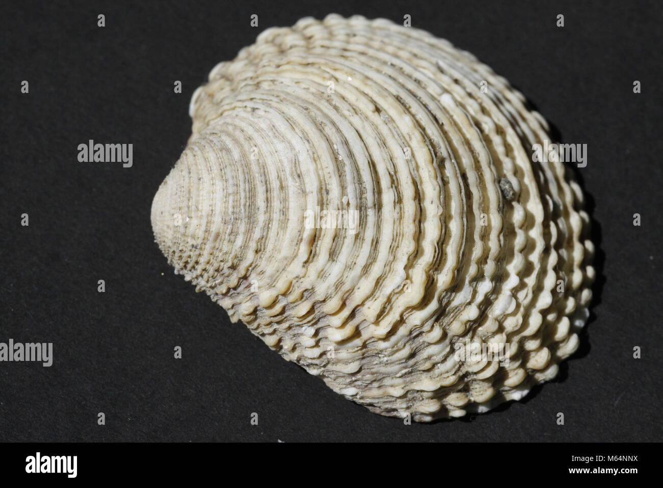 Cockle shell in different shapes Stock Photo - Alamy