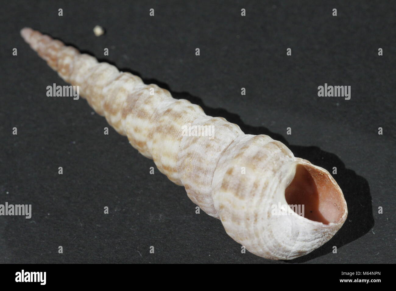 Auger Snail High Resolution Stock Photography and Images - Alamy