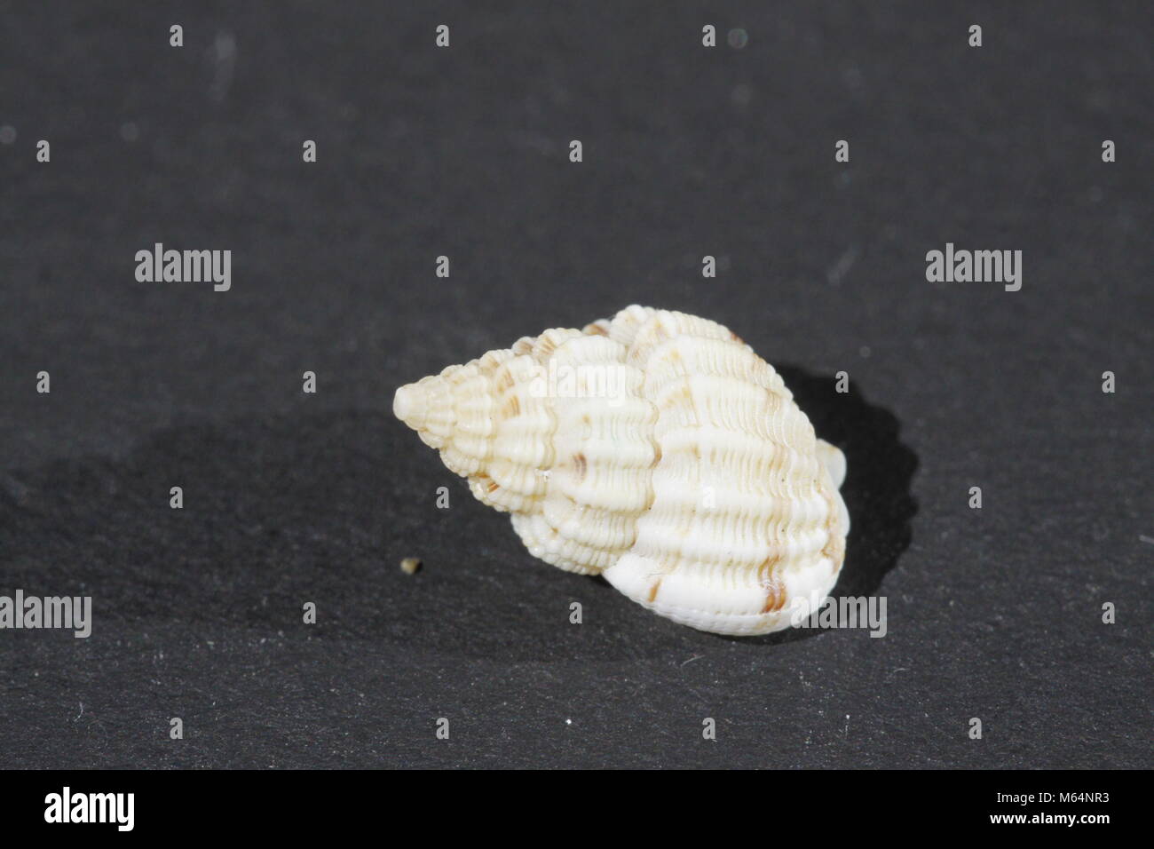 Beautiful sea snail shell Stock Photo - Alamy
