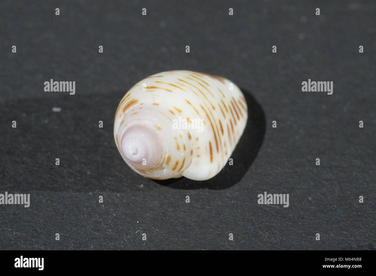 Beautiful tropical conus snail Stock Photo - Alamy