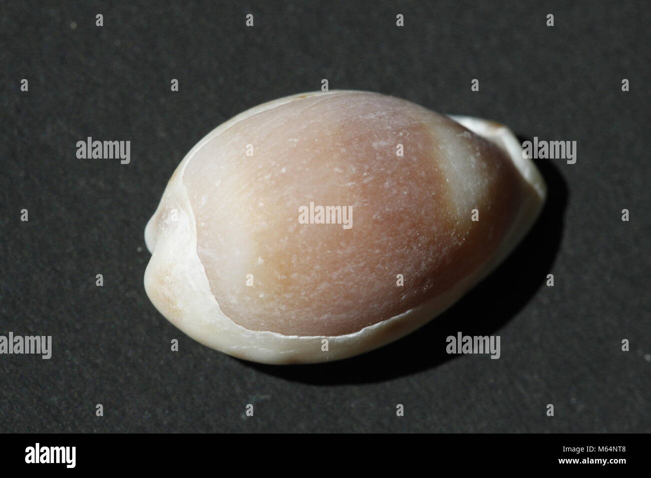 Conus sea snail shell Stock Photo - Alamy
