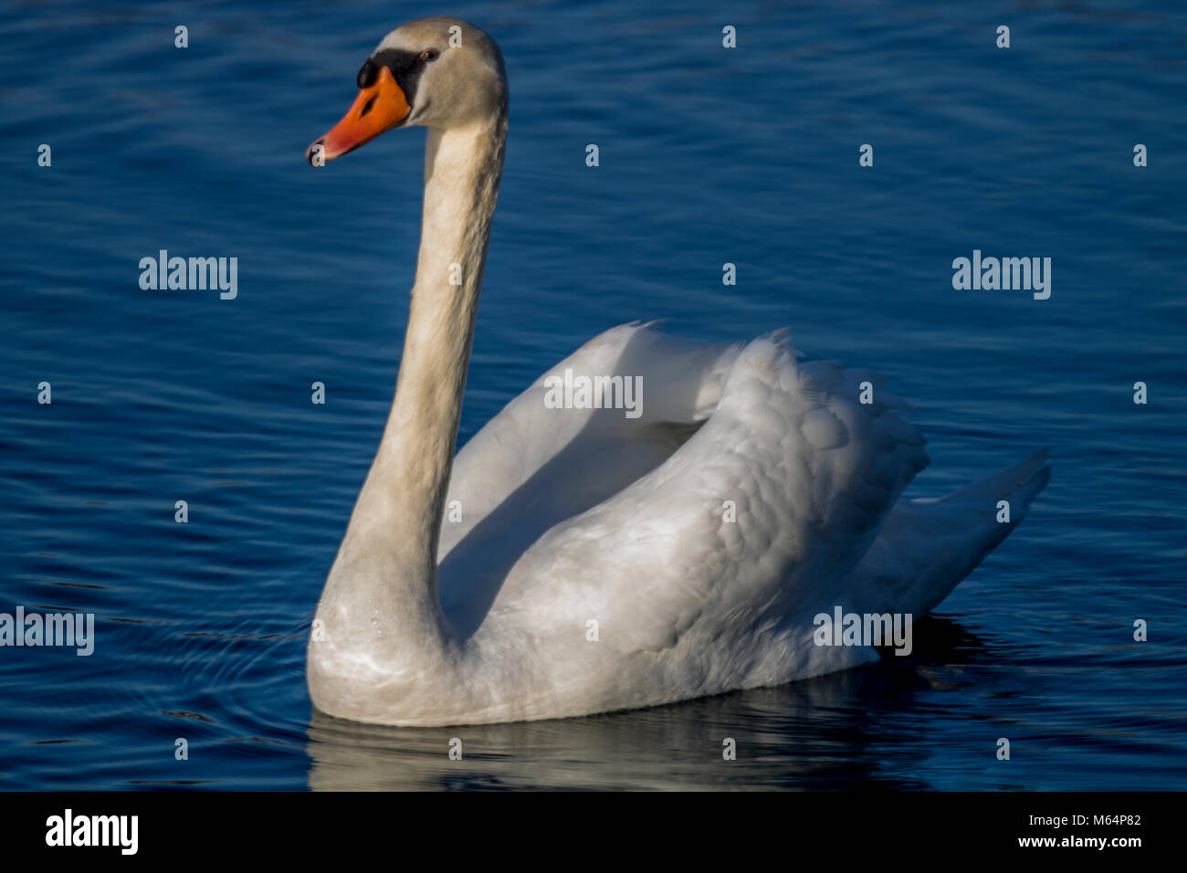 Flying swan photos hi-res stock photography and images - Alamy