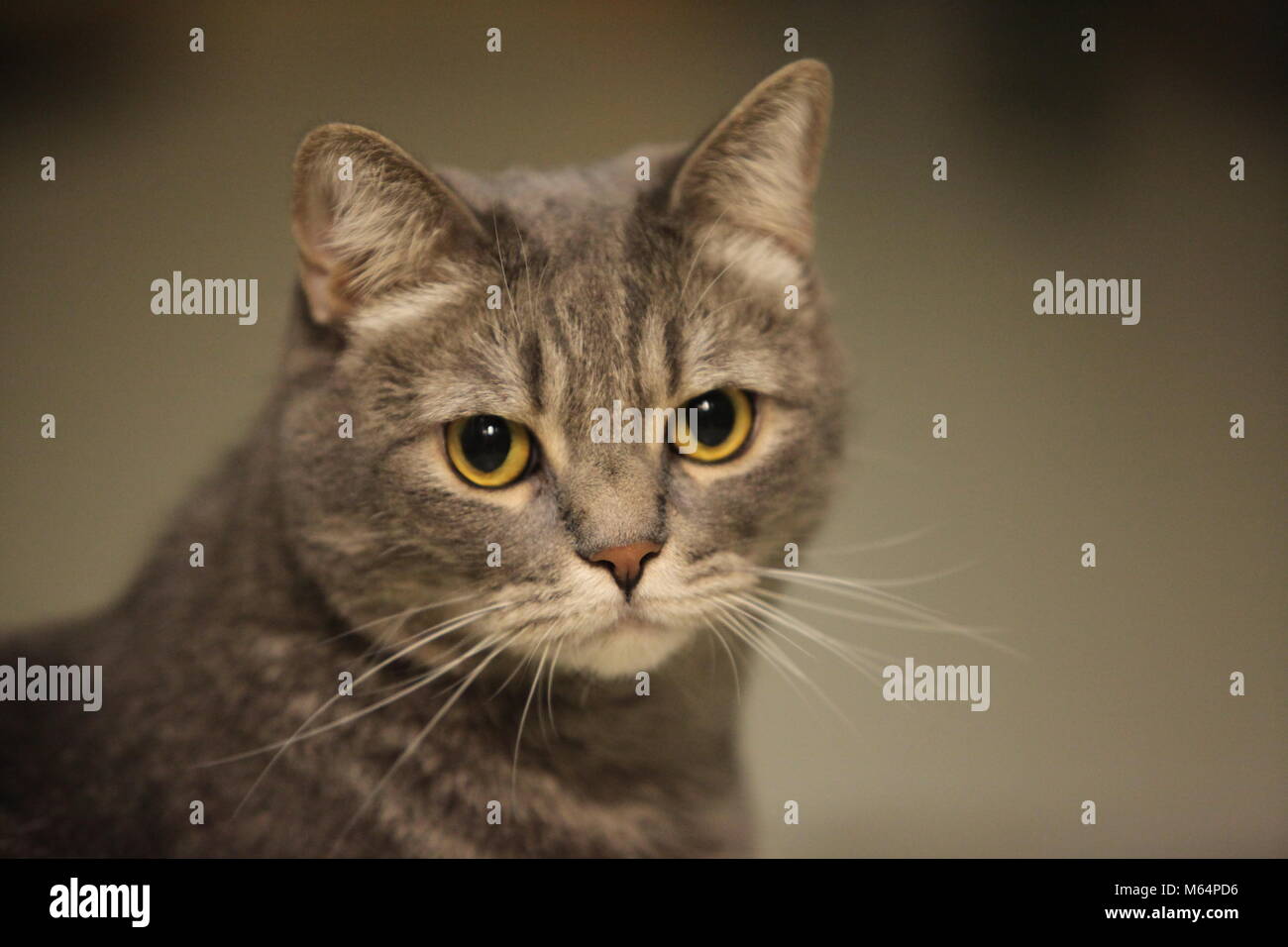 Portrait of the gray domestic cat Stock Photo - Alamy