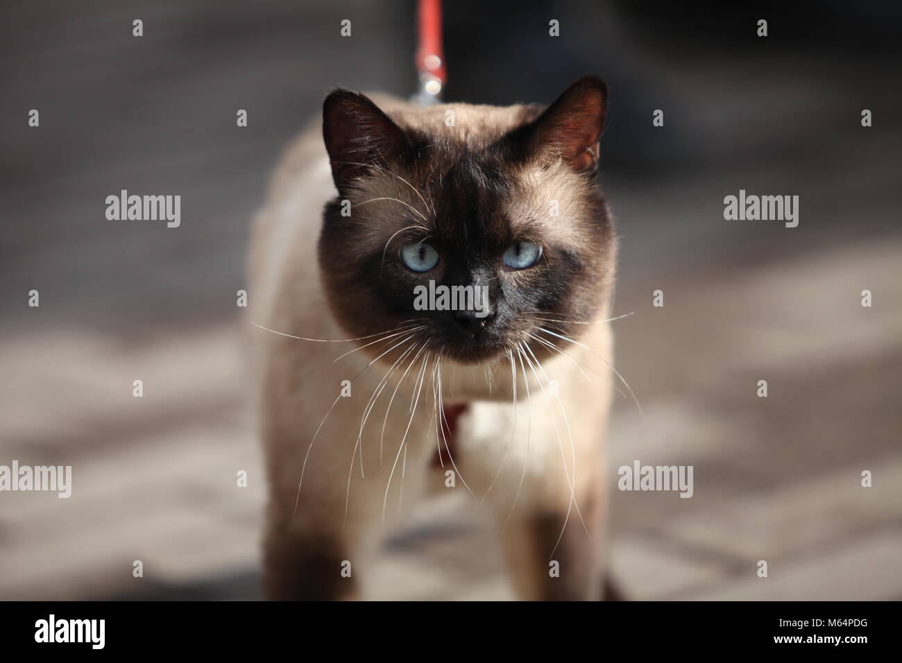 cat with blue eyes Stock Photo - Alamy