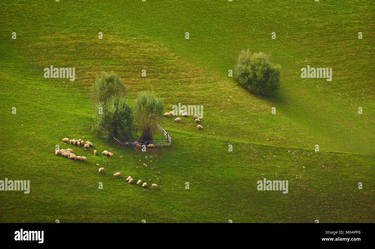 Flock of sheep grazing on a green mountain pasture in Transylvania ...