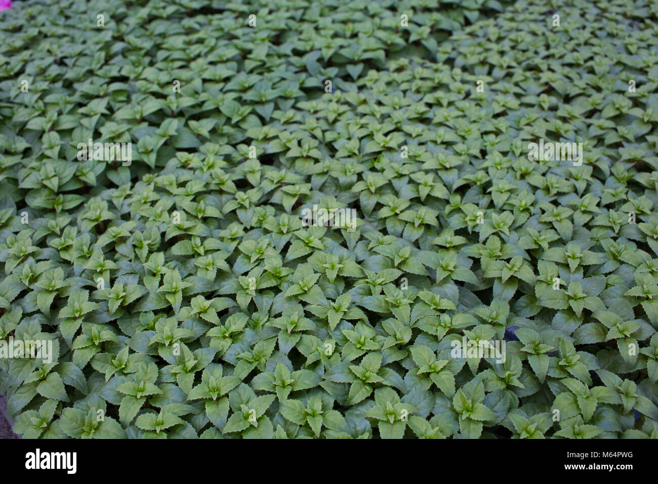 Pot plantation hi-res stock photography and images - Alamy