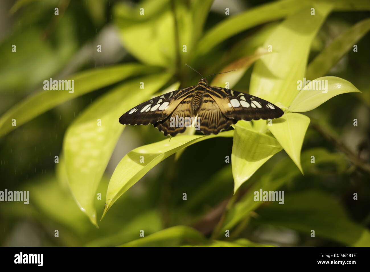 Parthenos Sylvia butterfly Stock Photo - Alamy