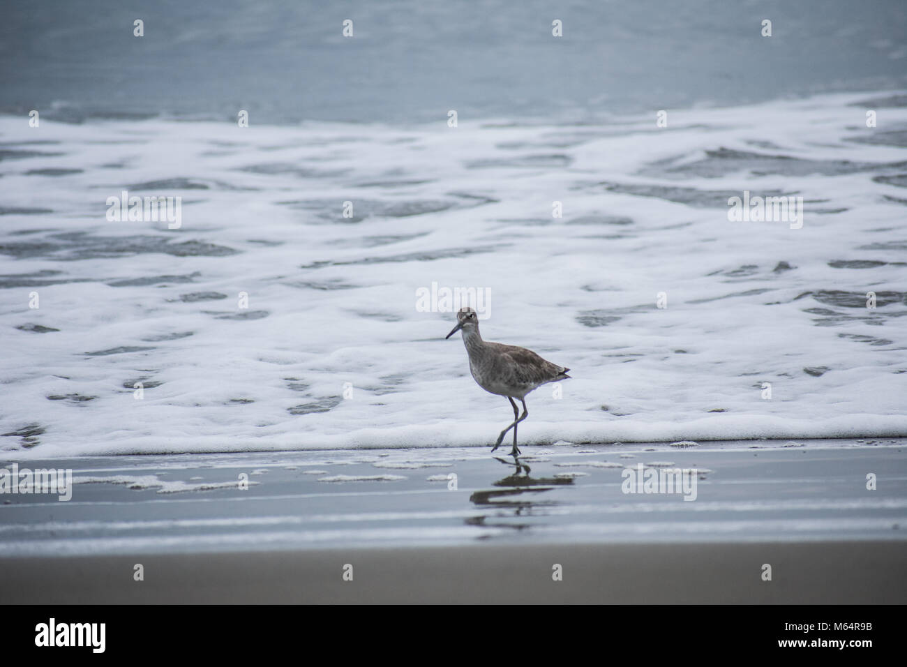 Sandpipper bird hi-res stock photography and images - Alamy