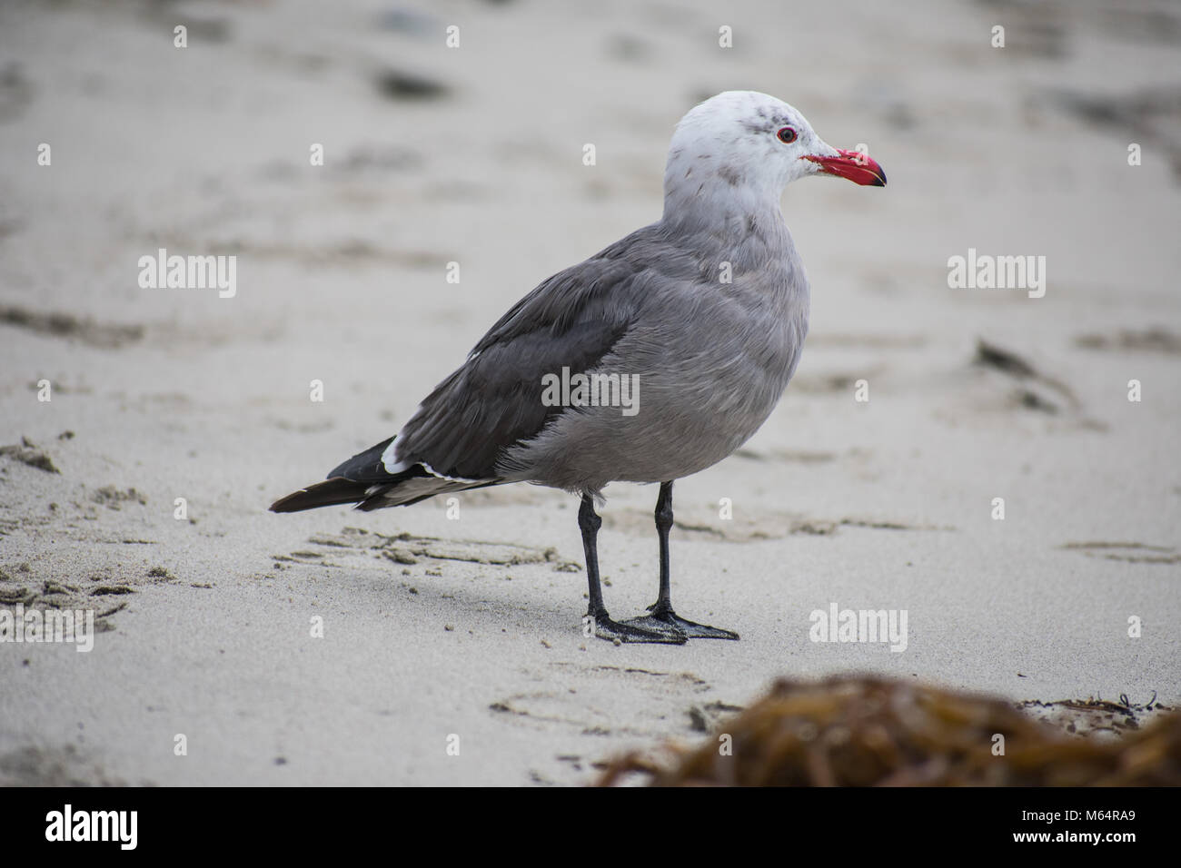 Pacific seagull hi-res stock photography and images - Alamy