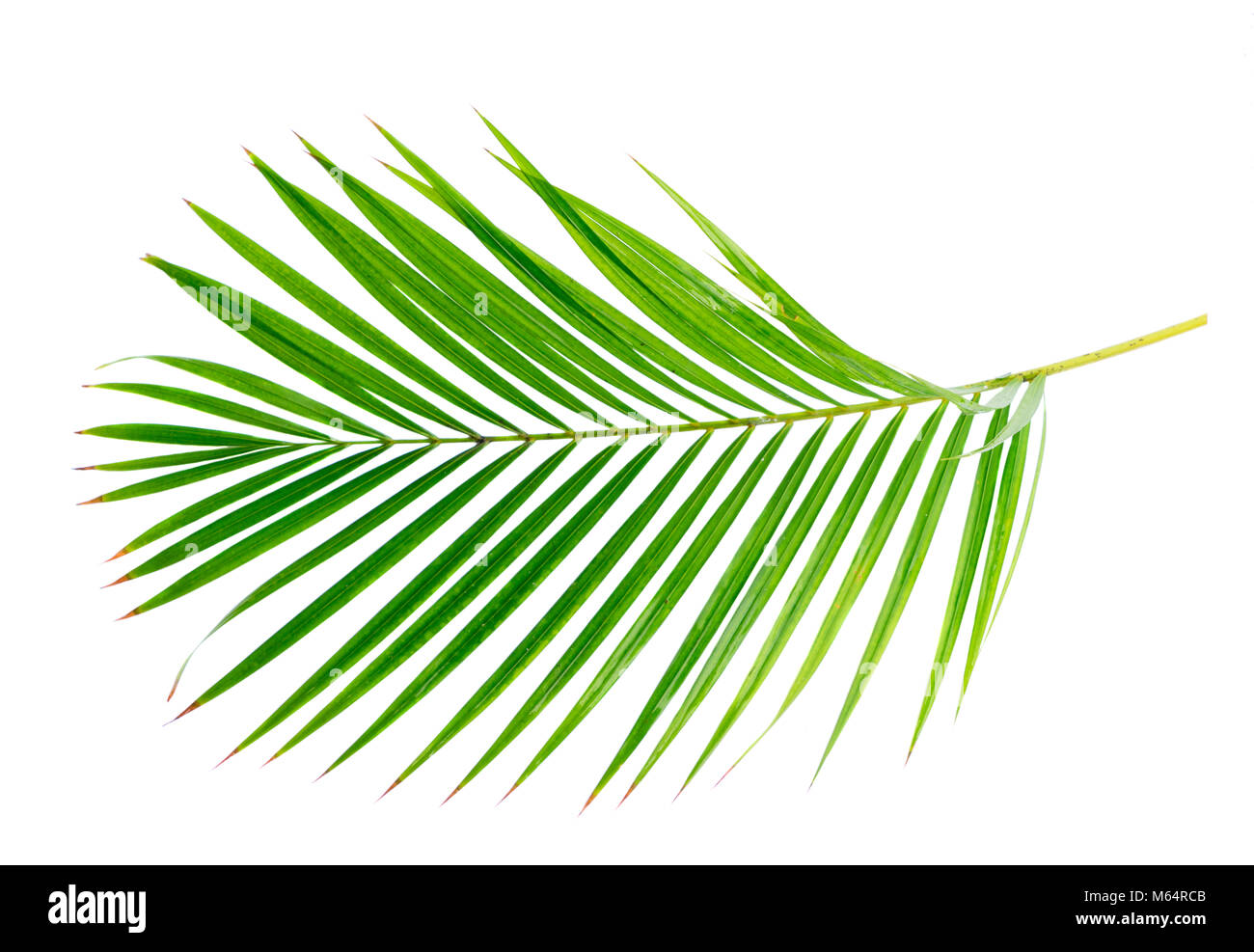 palm tree green tropical leaves isolated on white background Stock ...