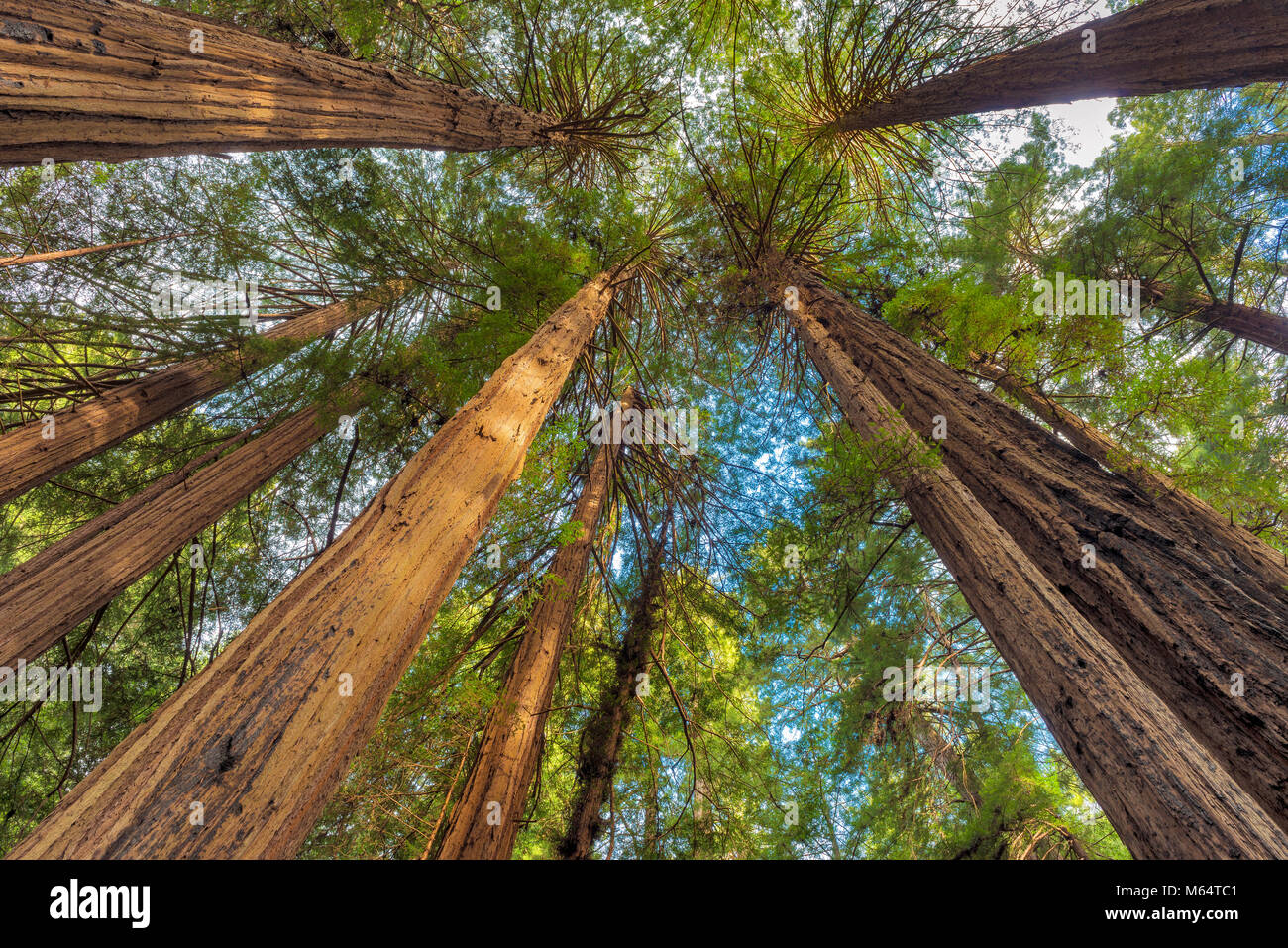Muir woods national monument hi-res stock photography and images - Alamy
