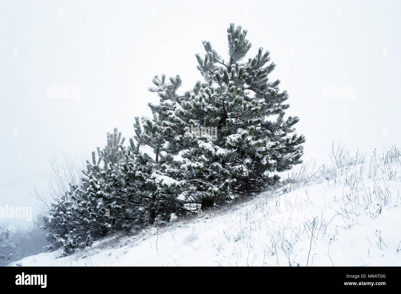 Pine tree in winter Stock Photo - Alamy
