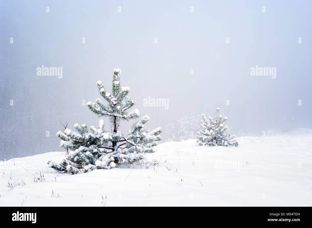 Pine season hi-res stock photography and images - Alamy