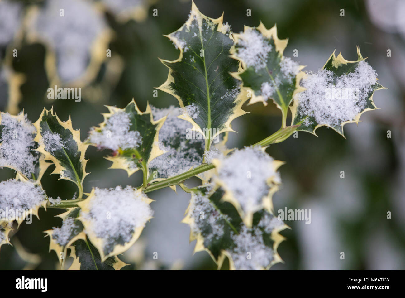 Variegated holly bush hi-res stock photography and images - Alamy
