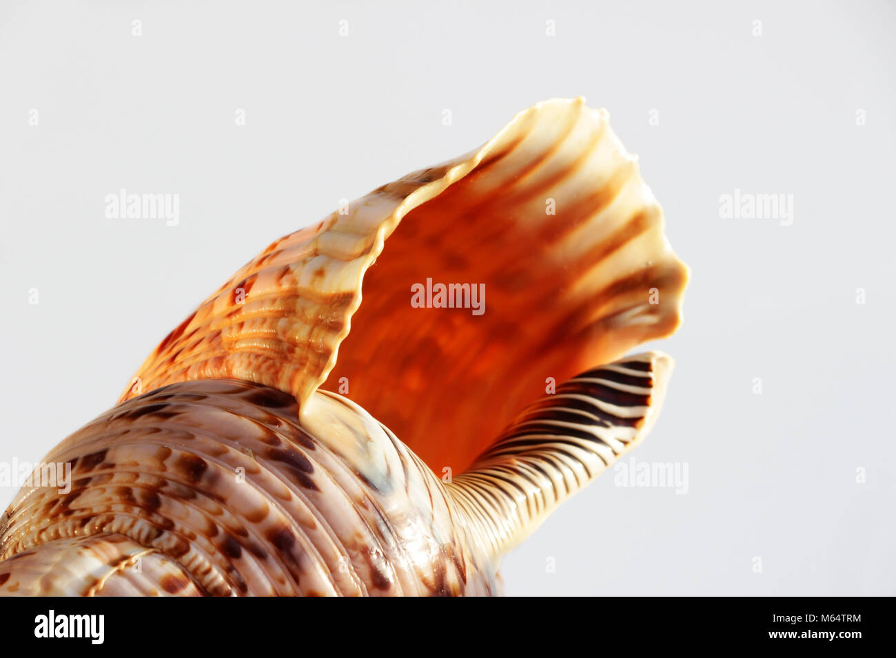 Empty shell of sea snail, Atlantic triton trumpet, Charonia variegata ...